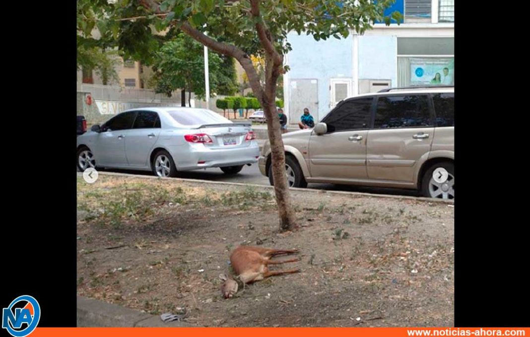 ¡Crueldad! Matan a venada en Montalbán durante cuarentena